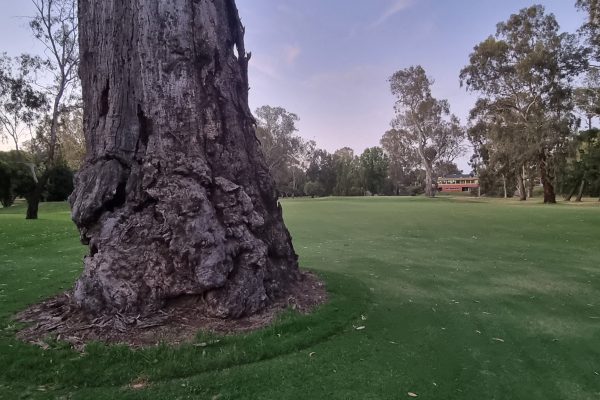 Corowa Golf Club- a review with 2024 update